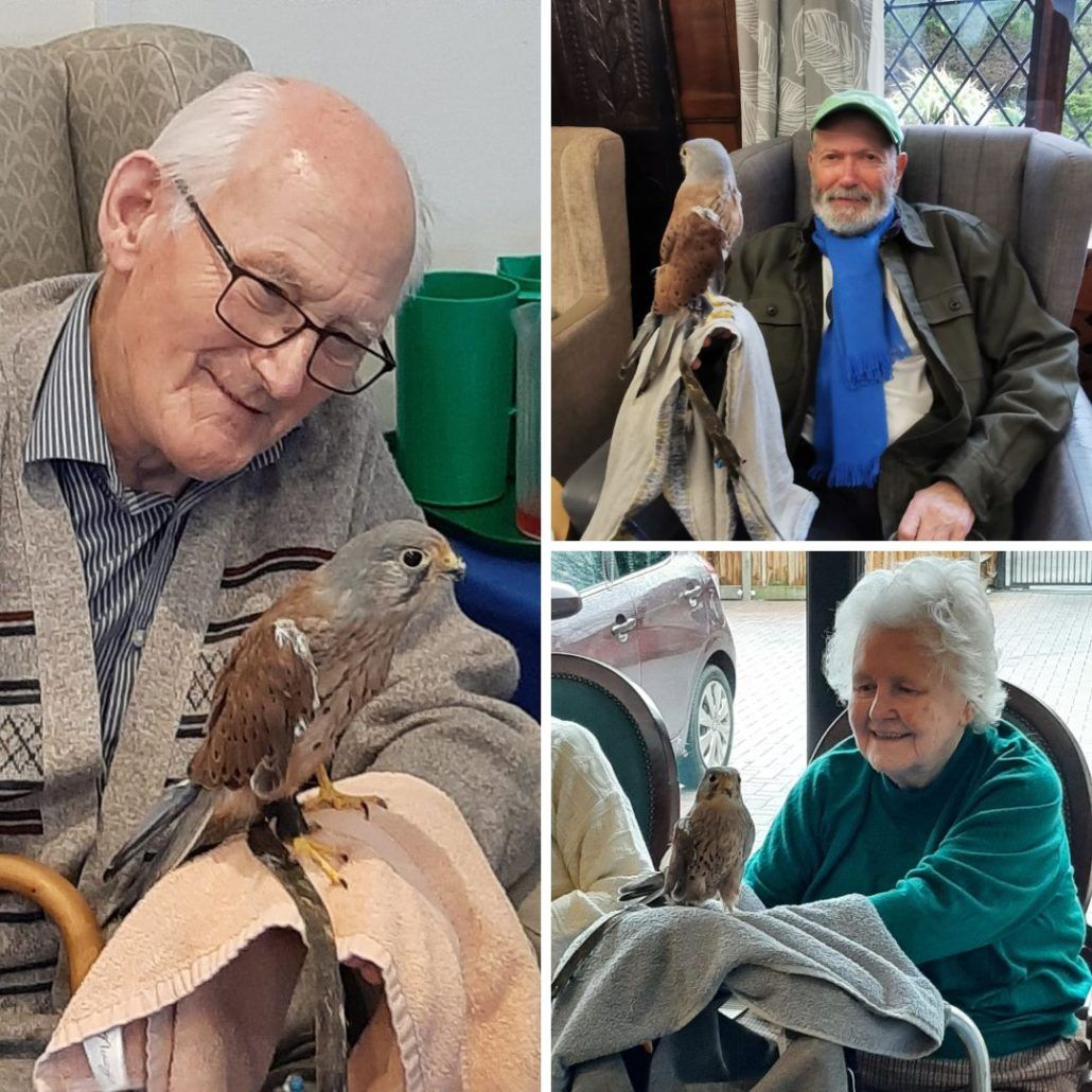 Birds of Prey Soar into Old Raven House Care Home - Old Raven House ...